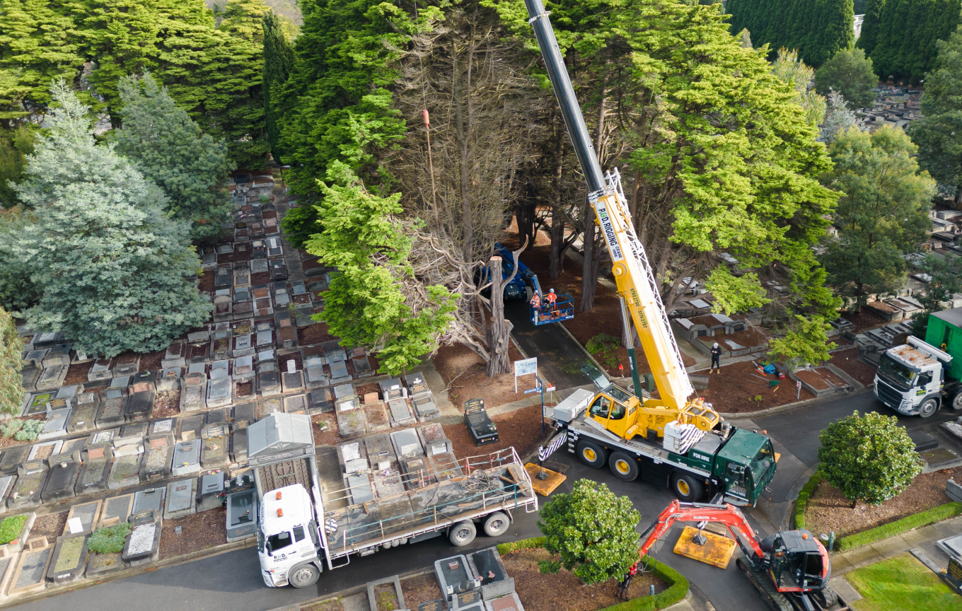 Large-scale tree removal services